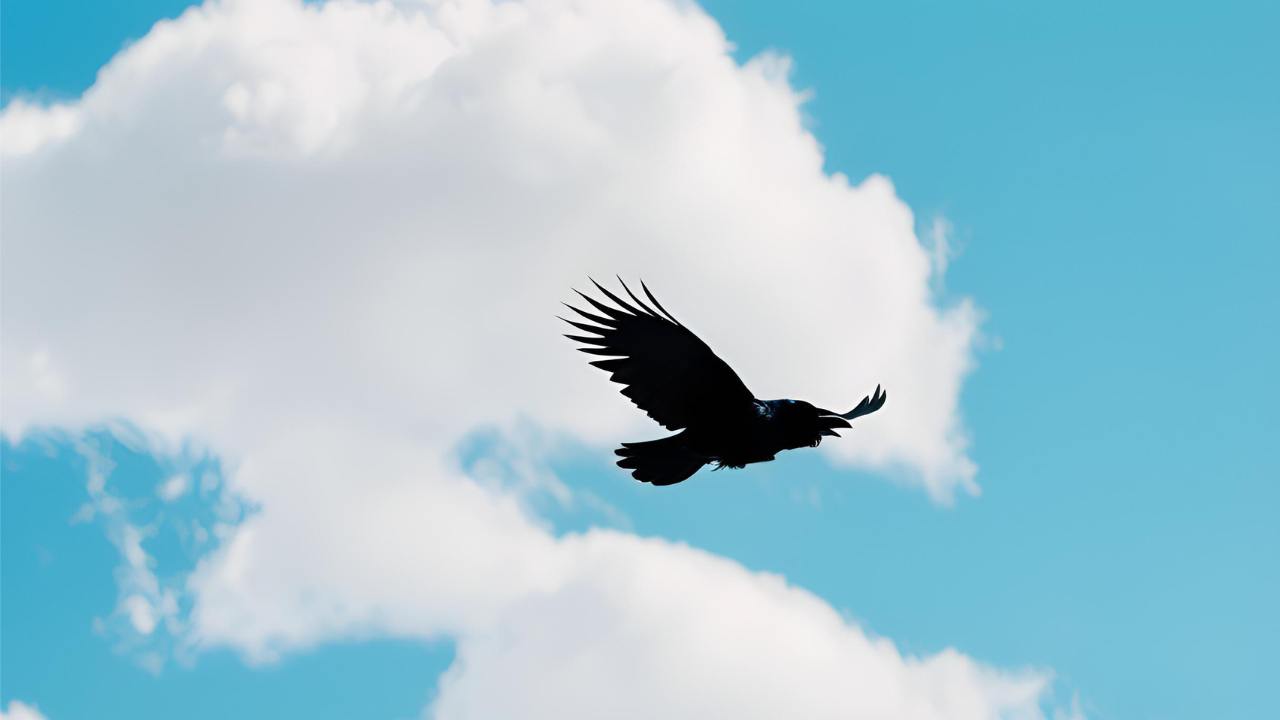 350+ Unique Crow Names Ideas With Generator – PetNameSprout